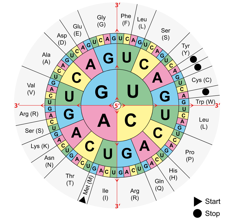 Punktmutation zur stillen Mutation? (Schule, Biologie, Genetik)