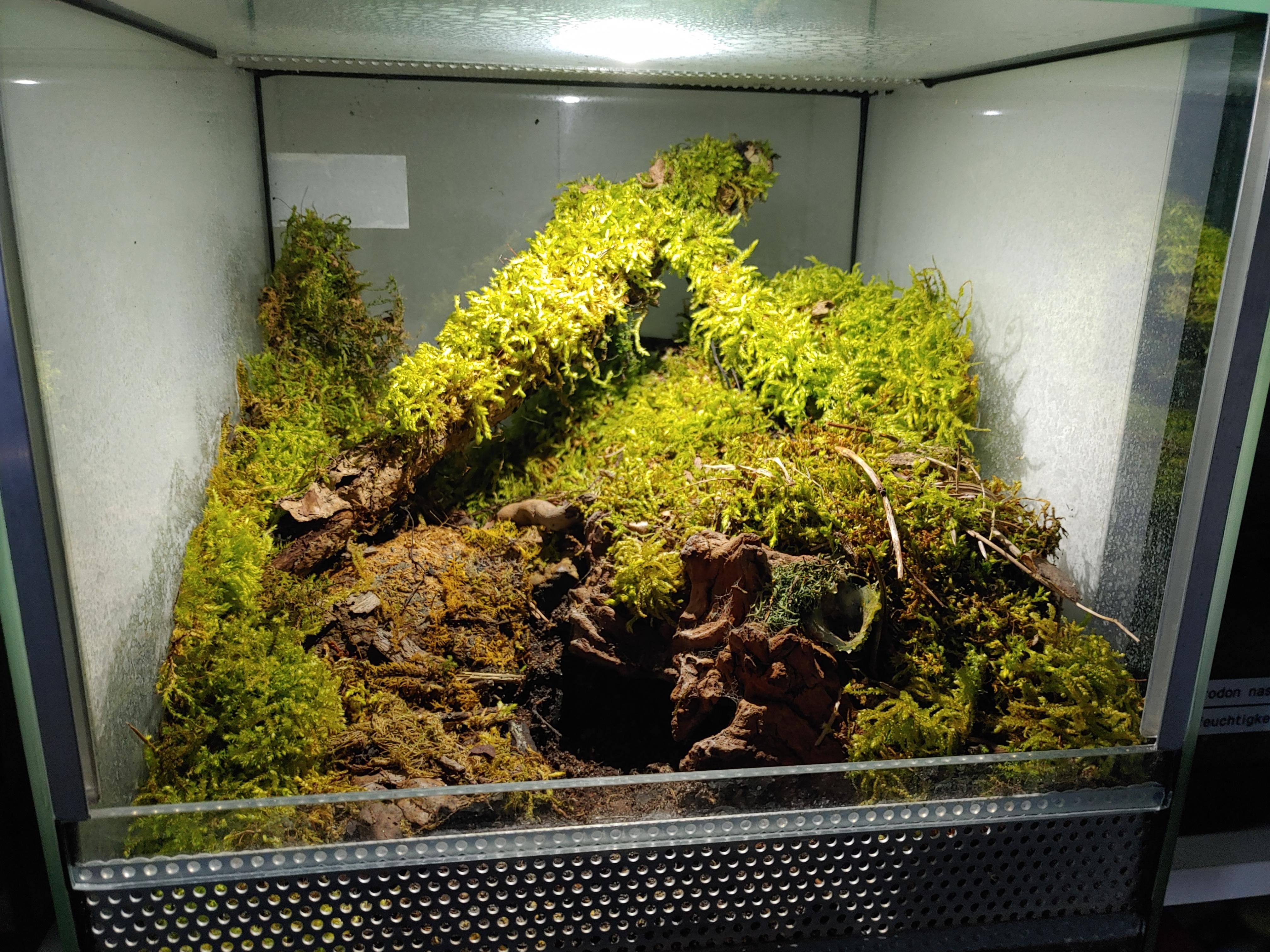 Tliltocatl albopilosus Terrarium? (Tiere, Haustiere, Vogelspinne)