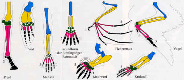 Unterschied zwischen Homologen und Analogen Strukturen bzw Tieren ...