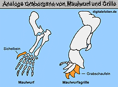 Unterschied zwischen Homologen und Analogen Strukturen bzw Tieren ...
