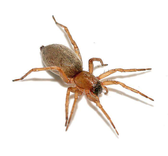 Beige spinne mit dicken Körper? (Spinnen, Spinnenart, Spinnentiere)