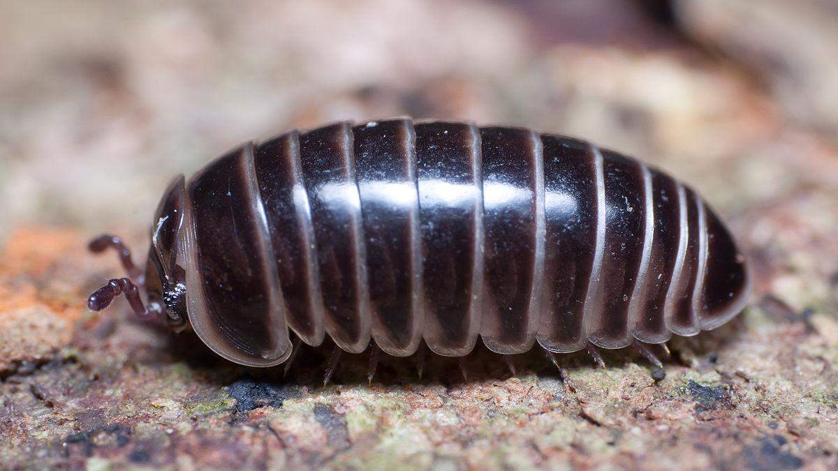 Graues Insekt mit Rückenpanzer? (Leben, Tiere, Biologie)