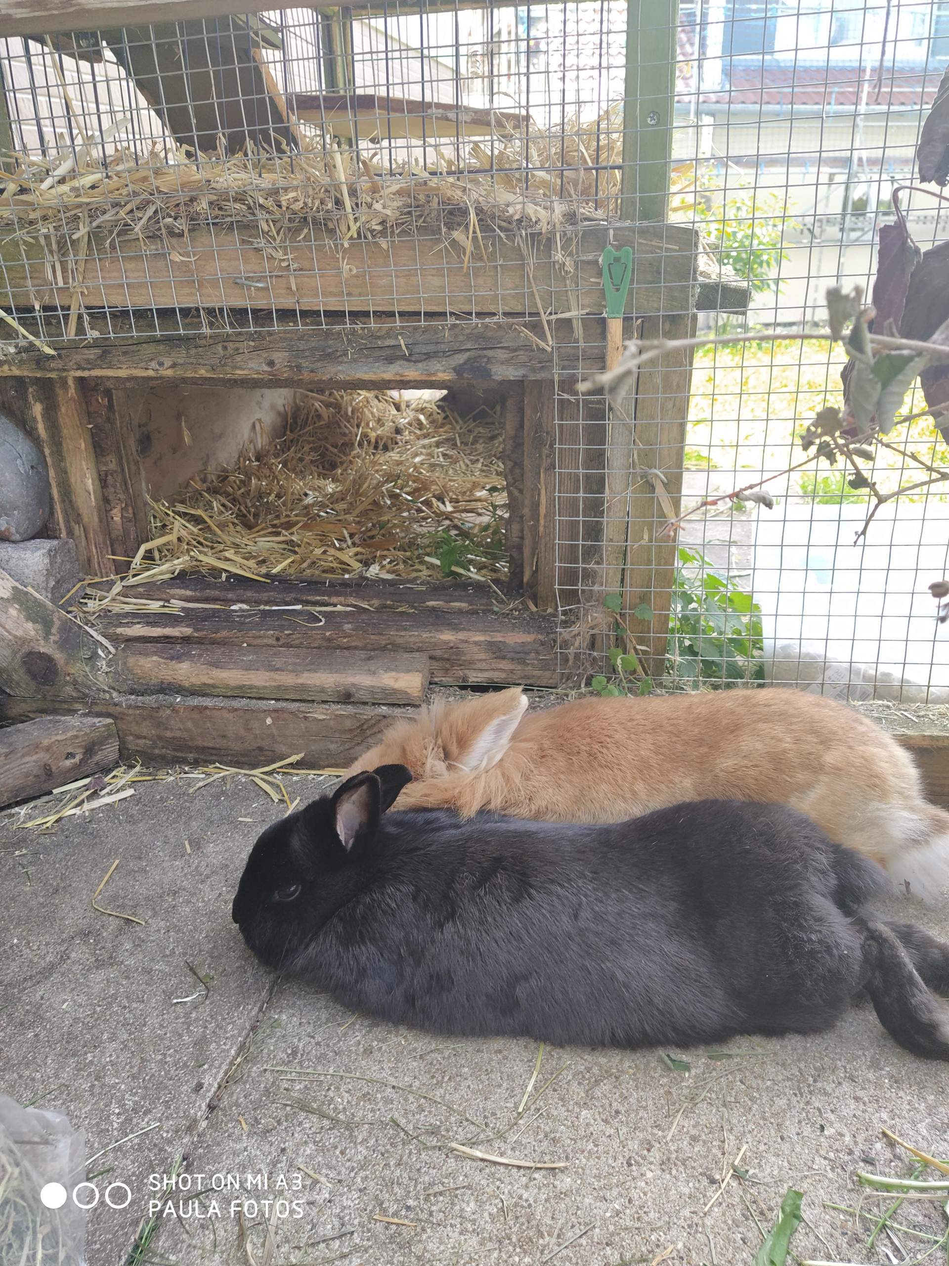 Kann man drei Kaninchen böcke mit einem Kaninchen weibchen zusammen ...