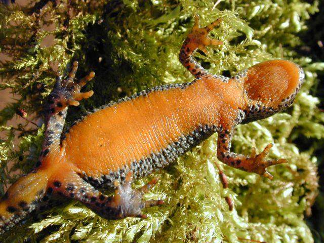 Was ist das für ein Molch? (Tiere, Biologie, Teich)