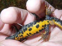 Was ist das für ein Molch? (Tiere, Biologie, Teich)