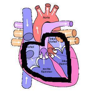 Woher kommt die Herzform? Vom menschlichen Herz? (zeichnen, Form)