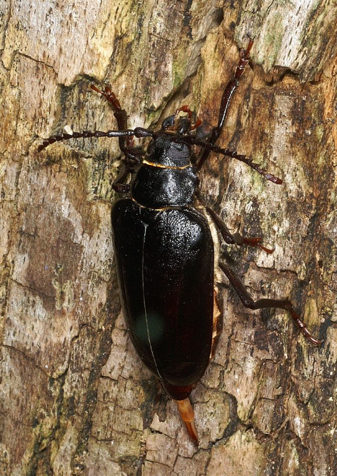 Was ist das für ein riesiger Käfer? (Natur, Insekten, Wald)