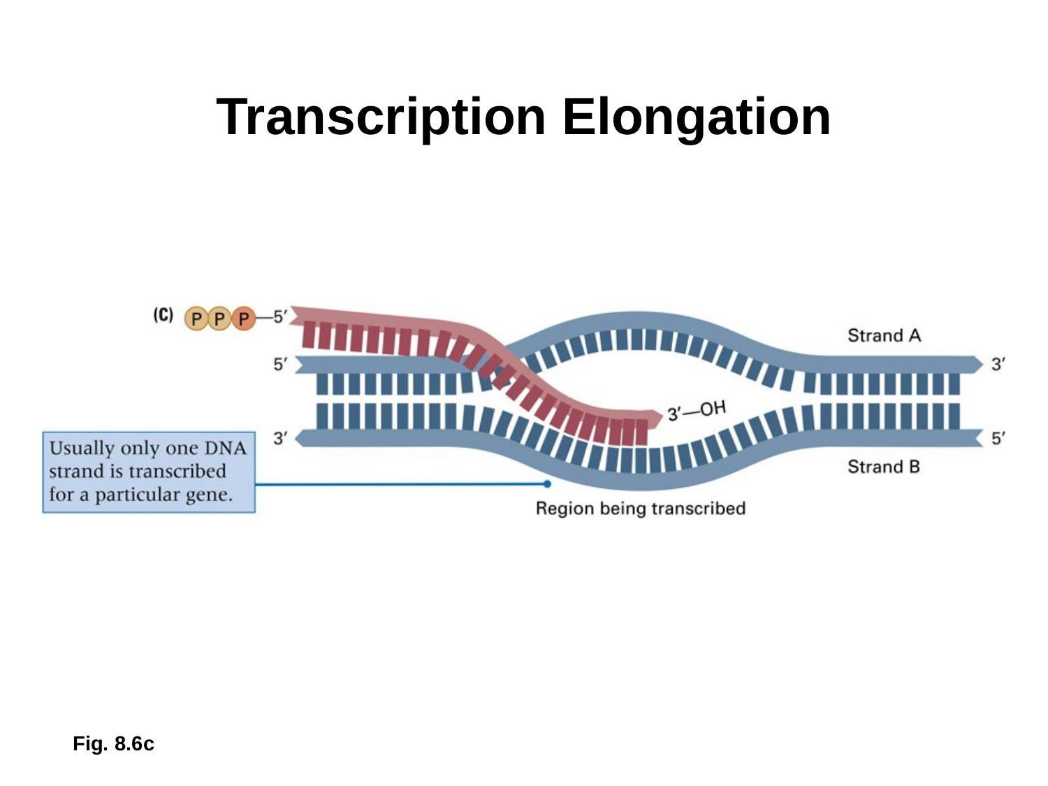 Wenn bei der Transkription die stromaufwärtsliegende DNA das 5' ende ...