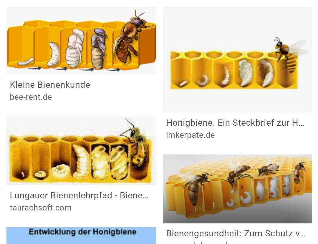 Wie Wird Eine Biene Zur Konigin