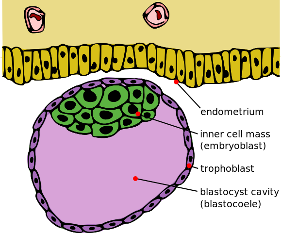 Totipotent,pluripotent ,multipotent, unipotent und Stammzellen? (Schule ...