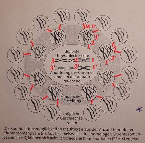 Wie funktioniert die interchromosomale Replikation hier? (Schule ...
