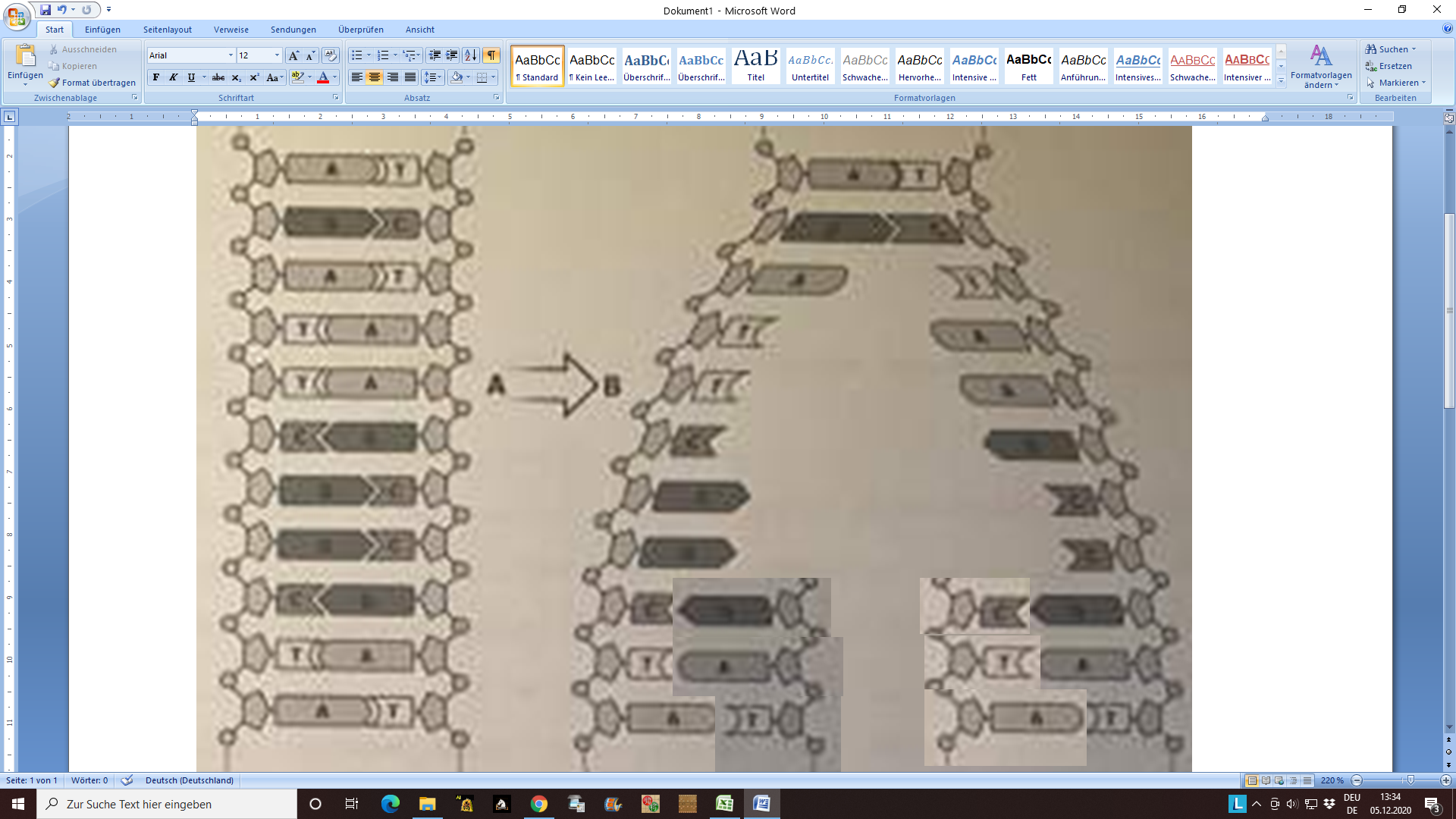 Verdopplung der DNA? (Biologie)