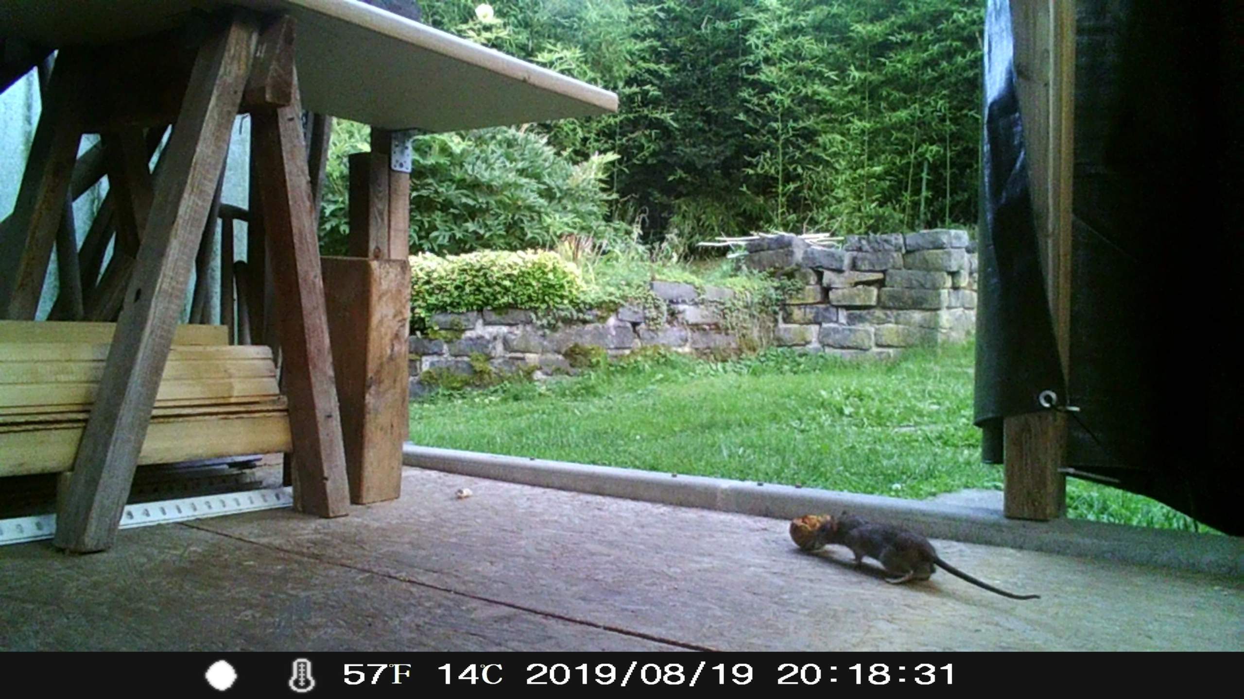 Welches Tier hinterlässt diesen Kot im Garten? (Tiere, Natur, Wildtiere)