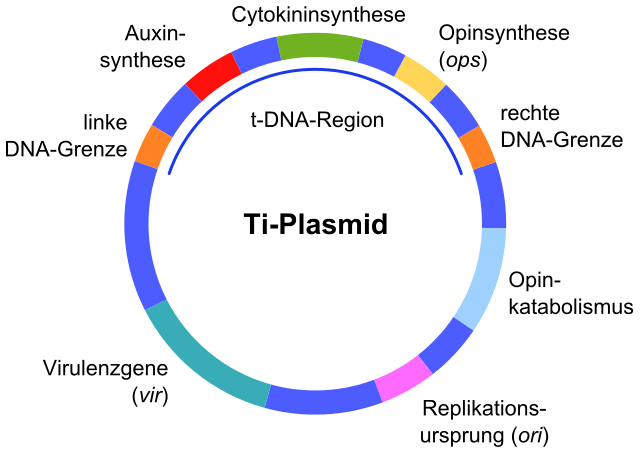 Notwendige Veränderungen an Ti-Plasmid (Abbildung)? (Schule, Biologie, Abitur)