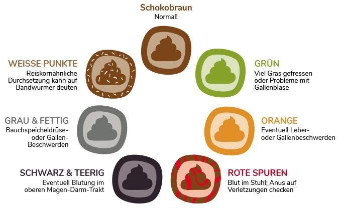 Ist dies eine gesunde Kotfarbe (Hund)? (Arzt, Tierarzt, Kot)