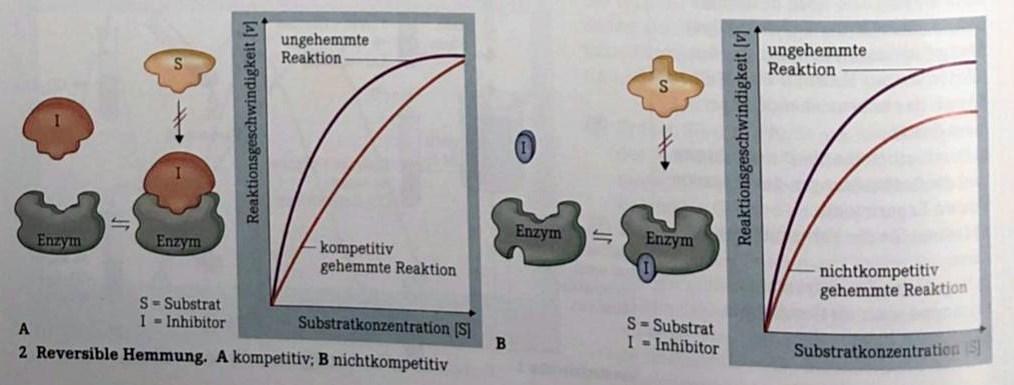 Kompetitive und nicht kompetitive Hemmung? (Schule, Biologie, enzyme)