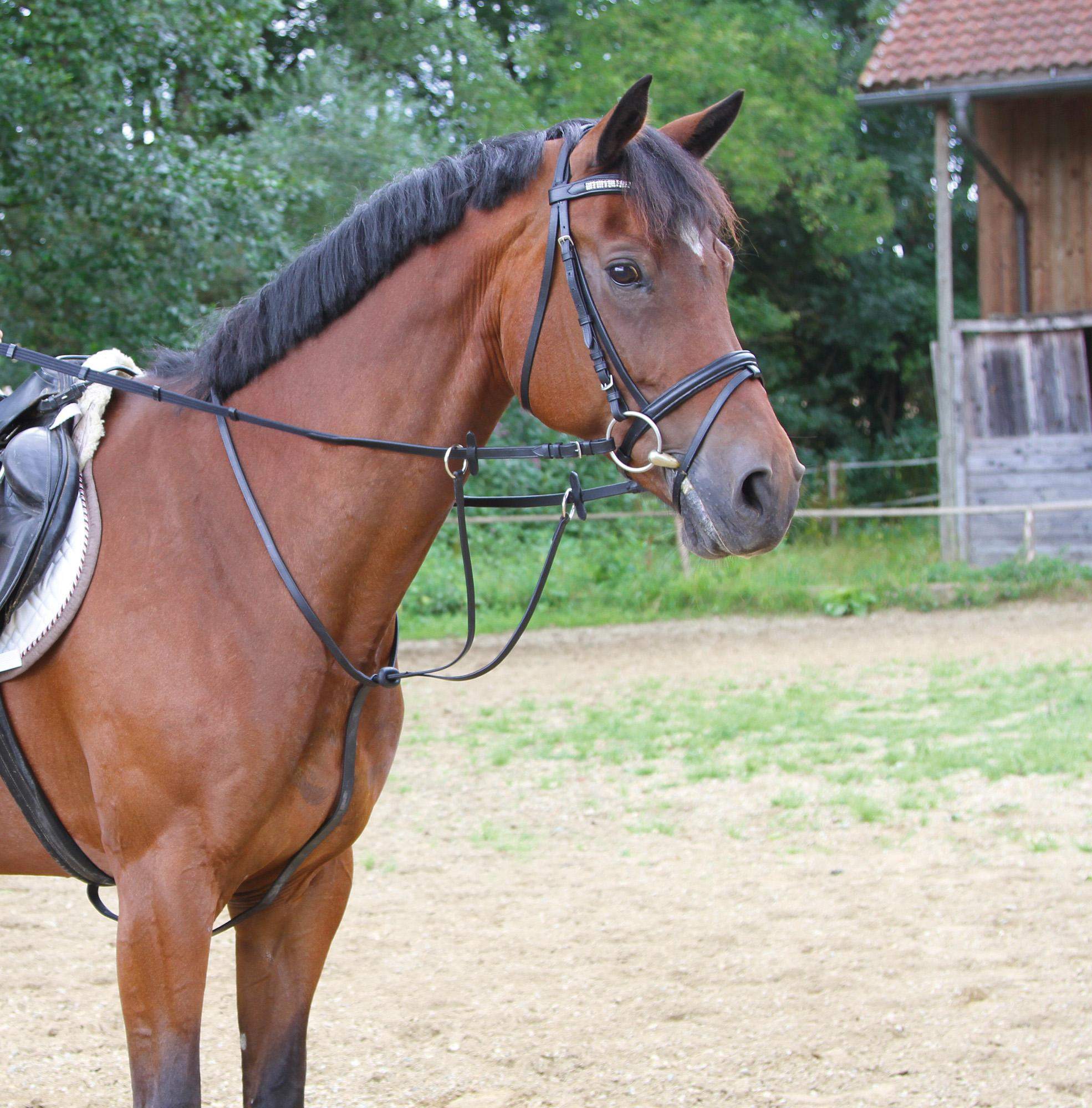 Martingal und vorderzeug? (Pferd, Reiten)