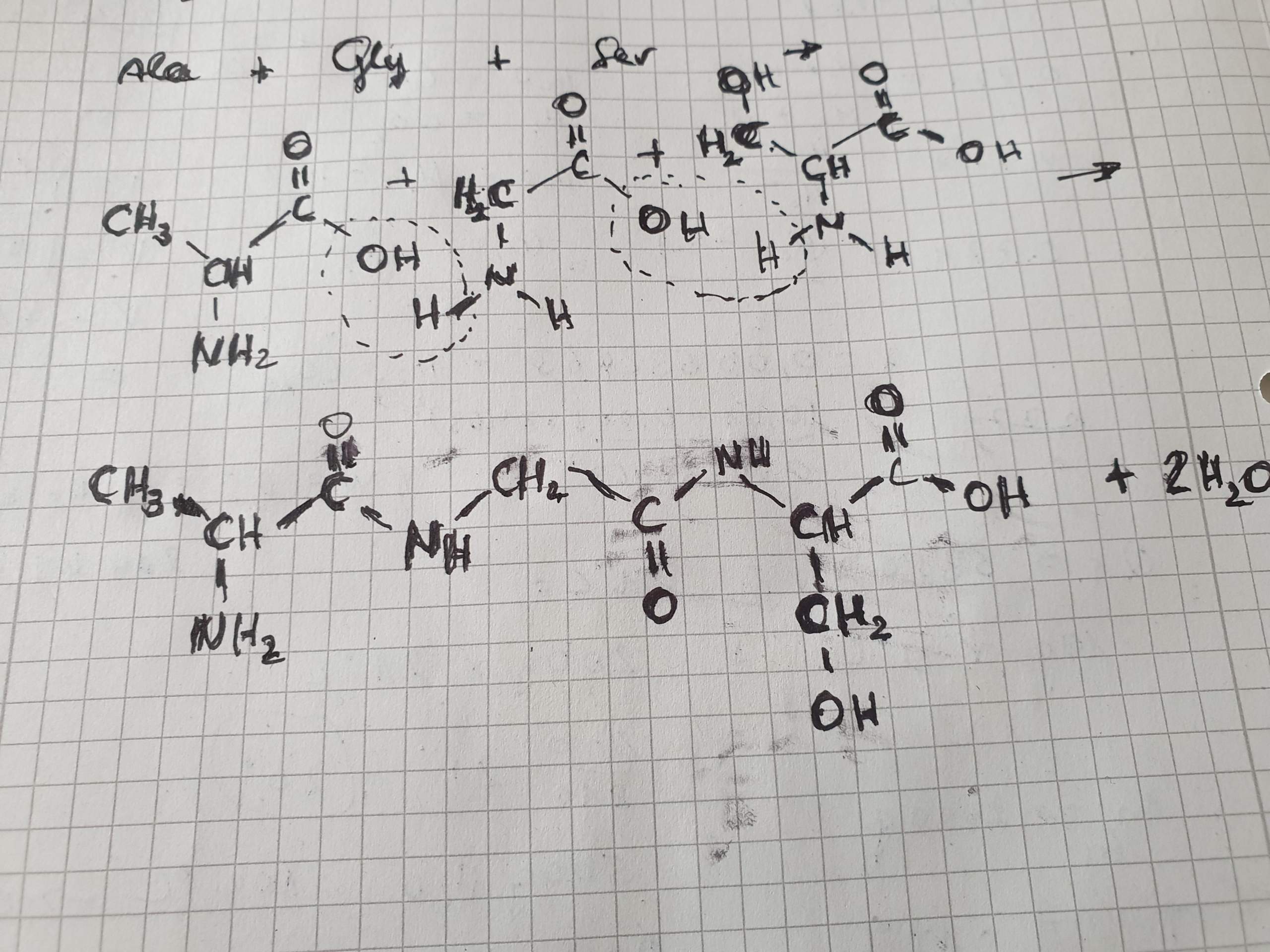 Reaktionsgleichung Tripeptid Alanin, Glycerin und Serin? (Schule ...