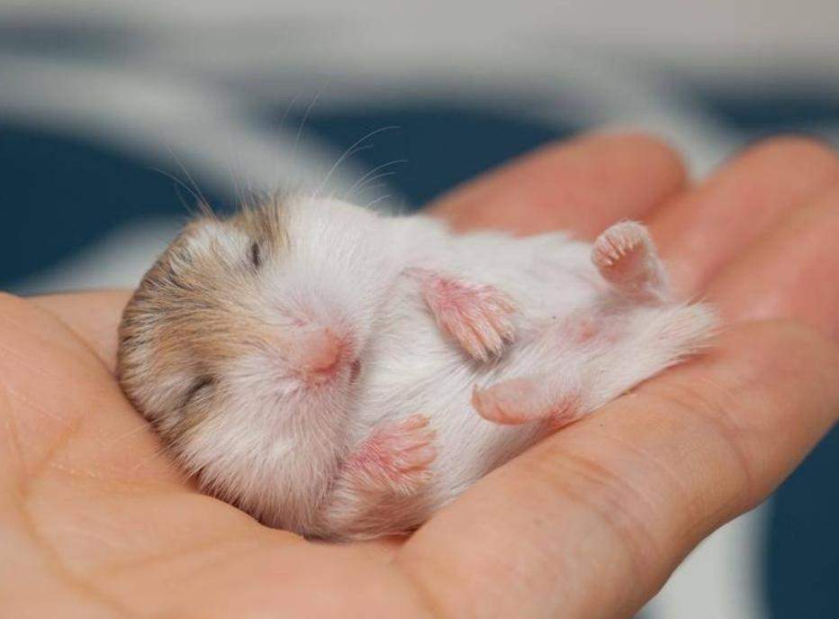 Niedlichstes Tier der Welt? (Tiere, niedlich)