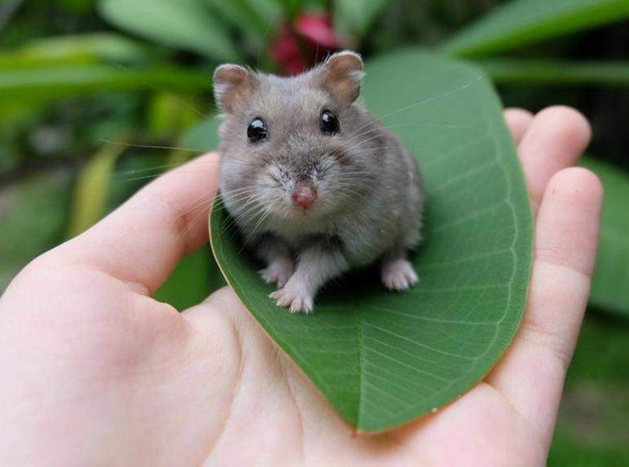 Niedlichstes Tier der Welt? (Tiere, niedlich)