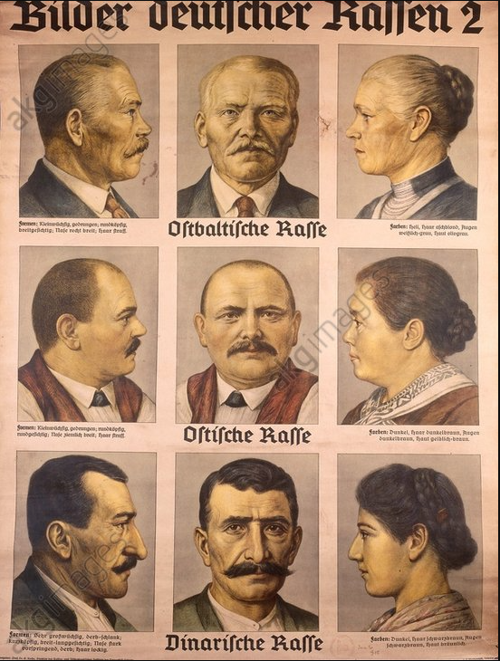 Kann mir jemand die Rasseneinteilung der Nationalsozialisten einfach ...