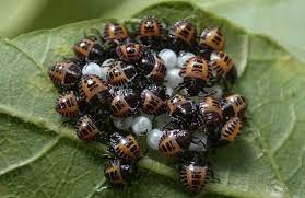 Was sind das für Tiere unter meiner Pflanze (Eier/Käfer)? (Insekten)