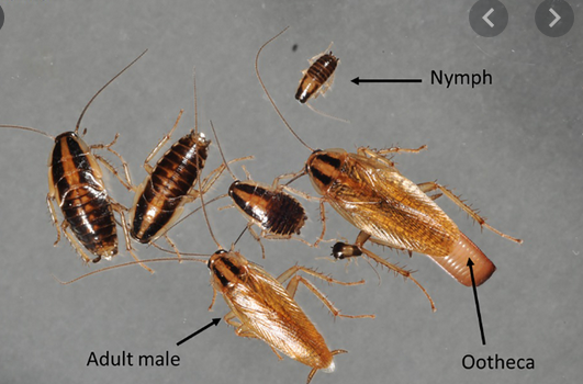 Insekt im Bett? (Insekten)