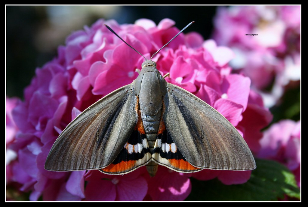 Was ist das für ein Tier (Falter?)? (Tod, Insekten)