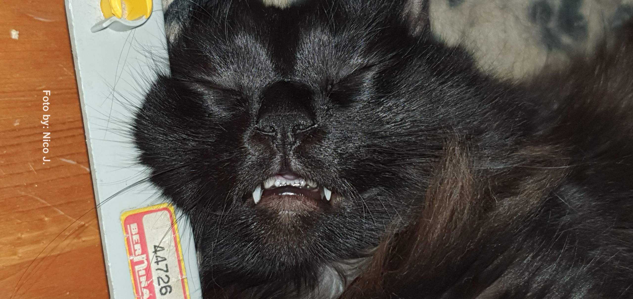 Fabelhafte Katze Hat Zahn Verloren Bild