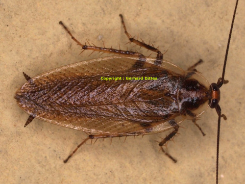 Bernsteinschabe oder Küchenschabe? (Insekten, Ungeziefer, Kakerlaken)