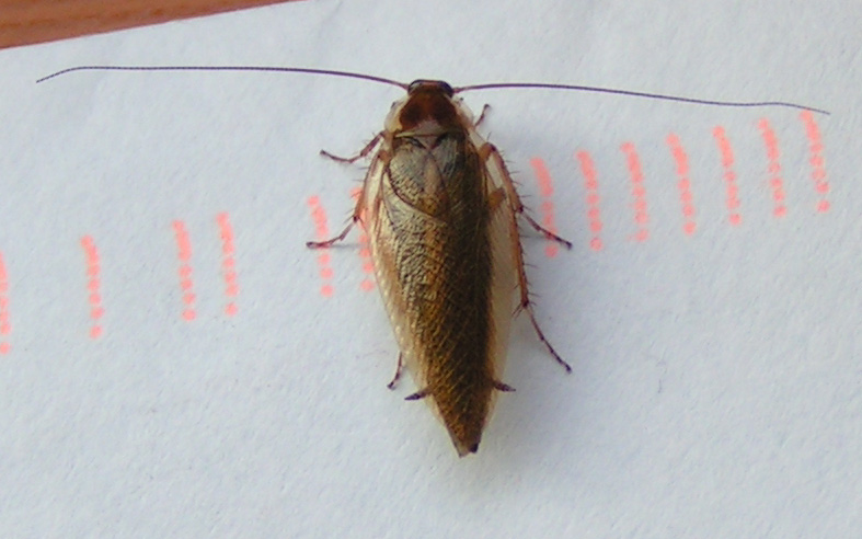 Bernsteinschabe oder Küchenschabe? (Insekten, Ungeziefer, Kakerlaken)