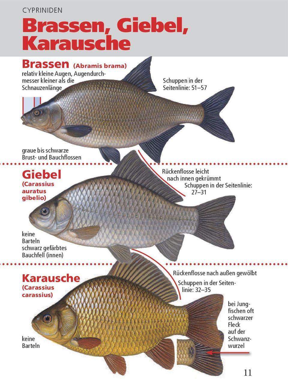 Was ist das für ein Fisch? (Tiere, Fische, angeln)