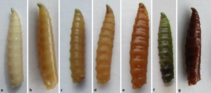 Wie kann man Mehlmotten Larven und Maden äußerlich unterscheiden? (Motten)