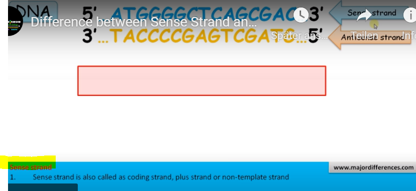 Transkription/Translation? (Schule, Biologie, Genetik)
