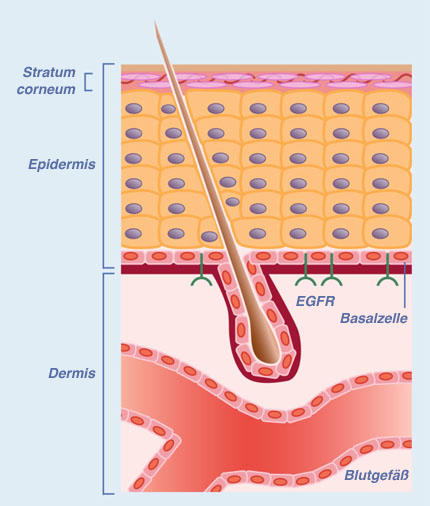 unterschied von haarfollikel und haarwurzel? (Haare, Biologie, Anatomie)
