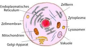 Was sind die Funktionen der organellen?? (Schule, Biologie)