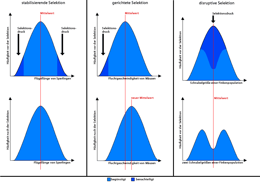 Was sind die Selektionstypen? (Computer, Schule, Sprache)