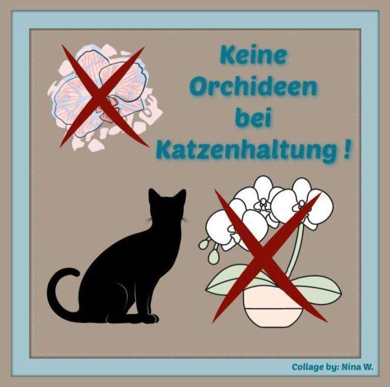 Orchideen Giftig Fur Katzen