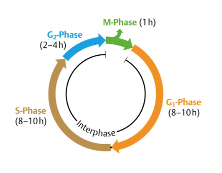 ist Zellzyklus gleich Zellteilung? (Schule, Gesundheit und Medizin ...