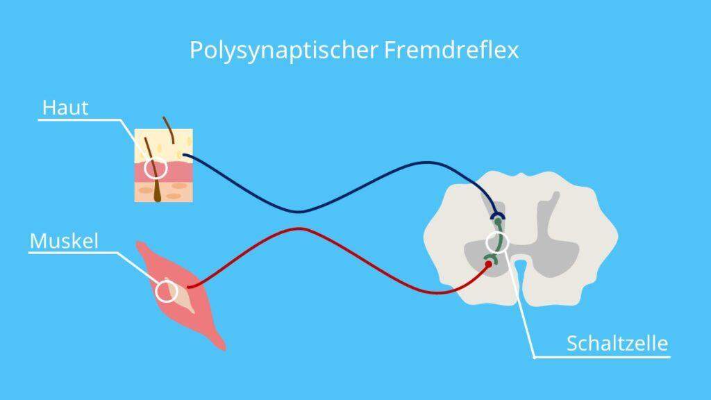 Reflexbogen der Miktion? (Schule, Gesundheit und Medizin, Technik)