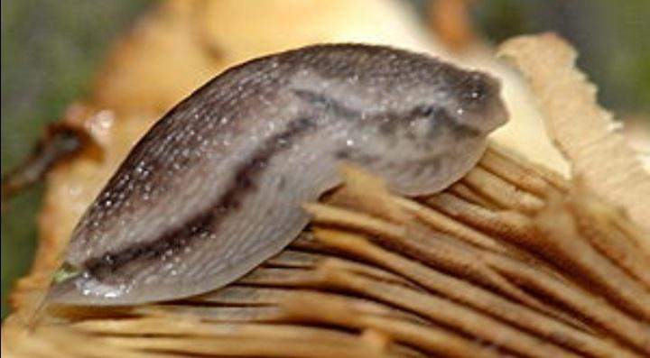 Schwarzer Wurm gefunden zu Hause, weiß jemand was das ist? (Tiere ...