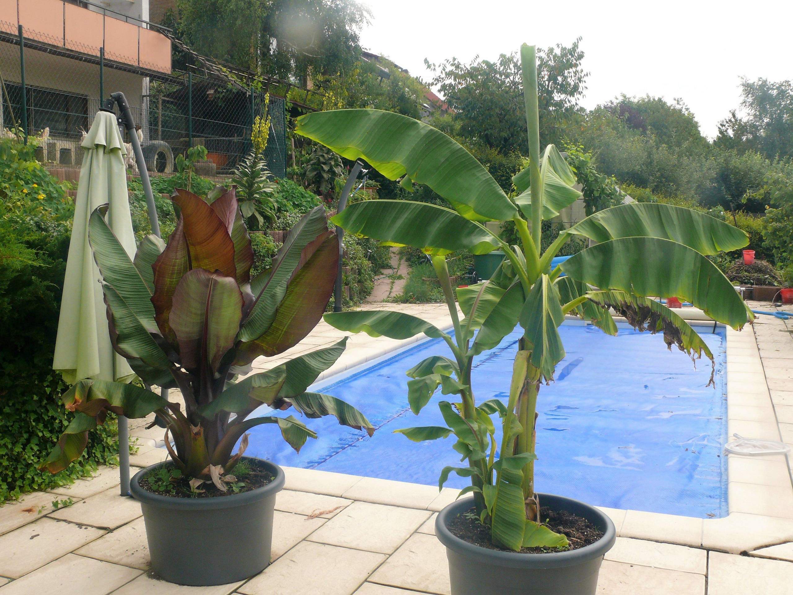 Kann man eine Banane pflanzen? (Garten)