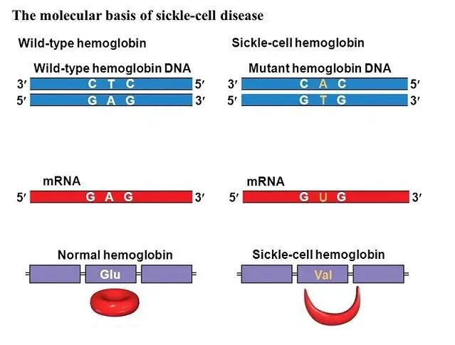 Genmutation-Beispiel für Vortrag? (Schule, Biologie, Gymnasium)