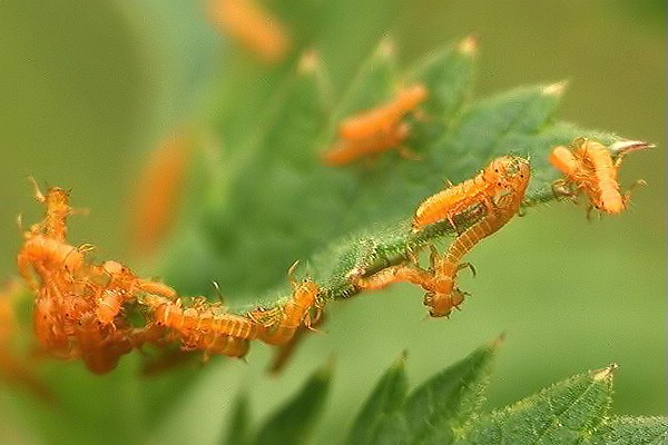 winzige rote Larven im Garten? (Tiere, Insekten)