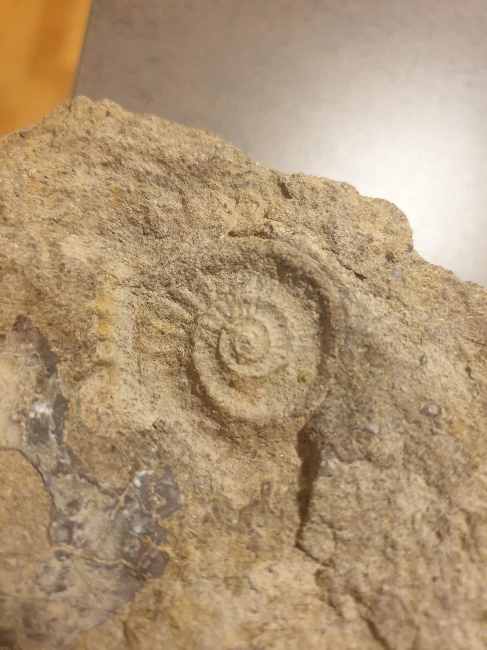 Bio: Was ist der Unterschied zwischen einem Steinkern und einem Abdruck ...