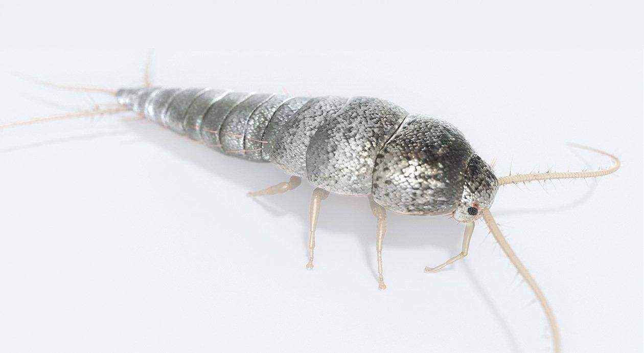 Komische Viecher im Bett? (Insekten, Käfer)