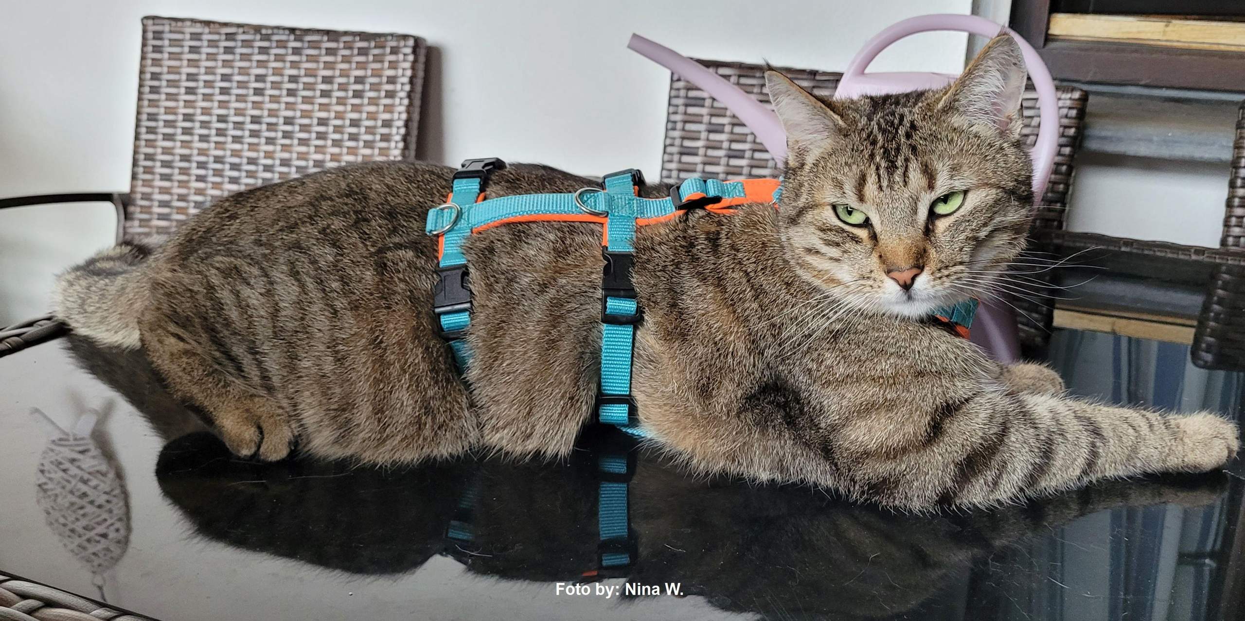 Wie groß ist eine erwachsene Katze und wie eine 4-6 Monate alte? (Tiere) Wie groß ist eine erwachsene Katze und wie eine 4-6 Monate alte? (Tiere)