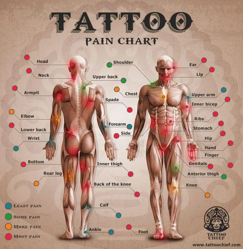 Wo Schmerzt Ein Tattoo Am Meisten t towieren Tattoostudio Tattoopflege Wo Schmerzt Ein Tattoo Am Meisten t towieren Tattoostudio Tattoopflege