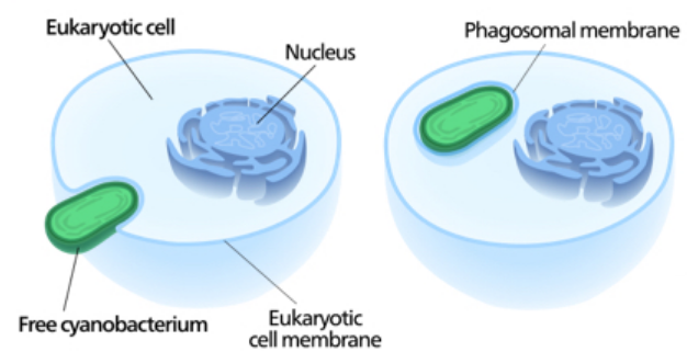 Bio Aufgabe (Cytologie)? (Biologie)