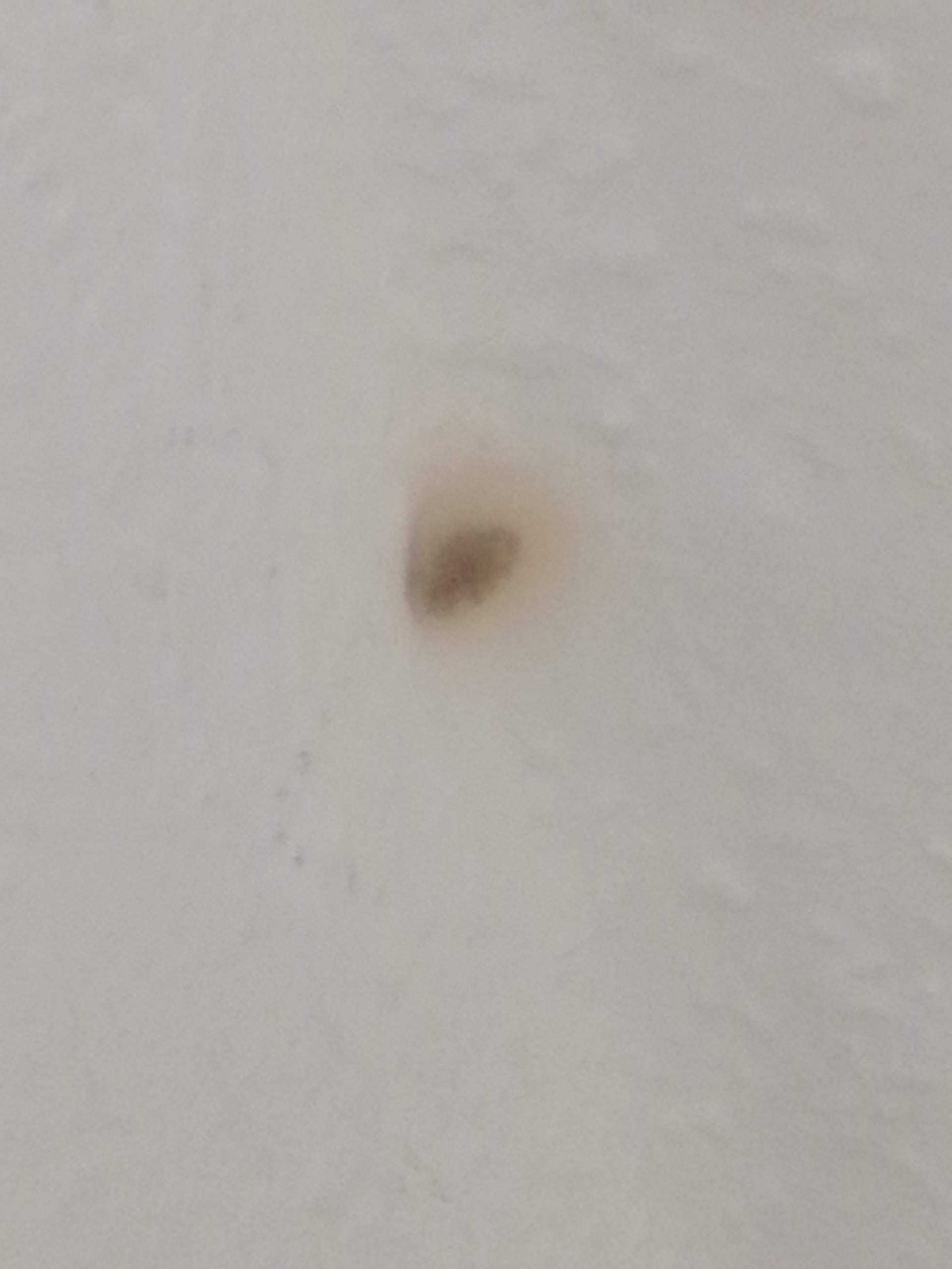 Elegantes Spinneneier An Der Wand Ebenbild